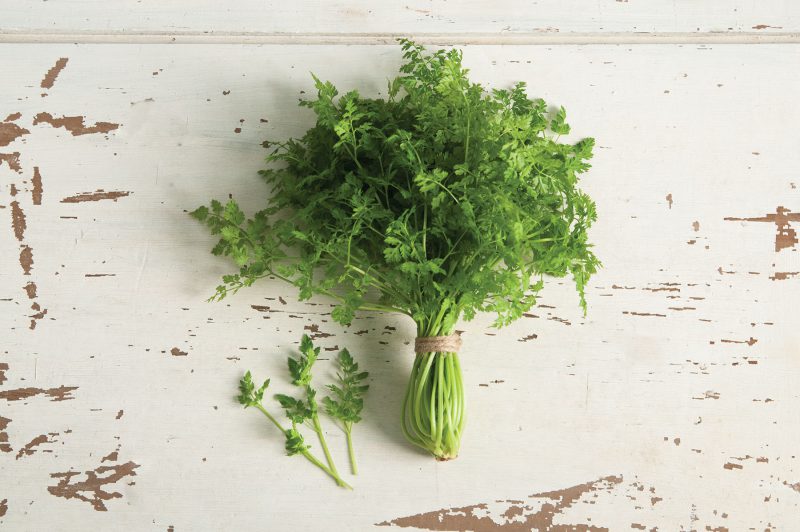 Chervil – An Overlooked Herb | Sweet Valley by Jolly Farmer
